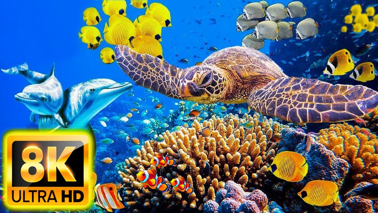Planet Ocean 8K Ultra HD - Calm & Relaxing Coral Reef Aquarium - 8K ...