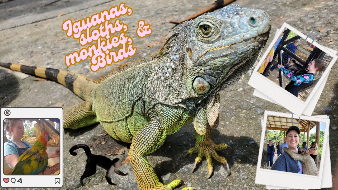 Iguana, Sloth, & Monkey Encounter in Roatan – Unforgettable Cruise ...