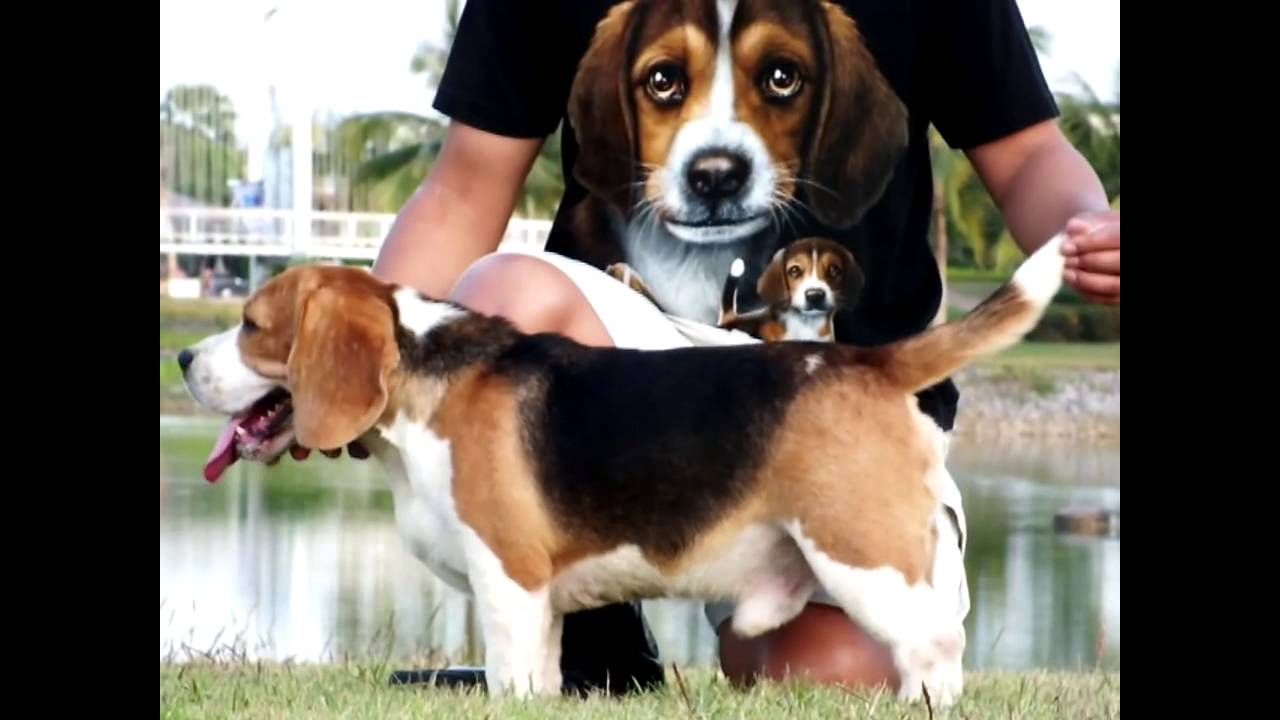 บีเกิ้ล-BEAGLE-8-THE DANCE-DOG2BOY - YouTube