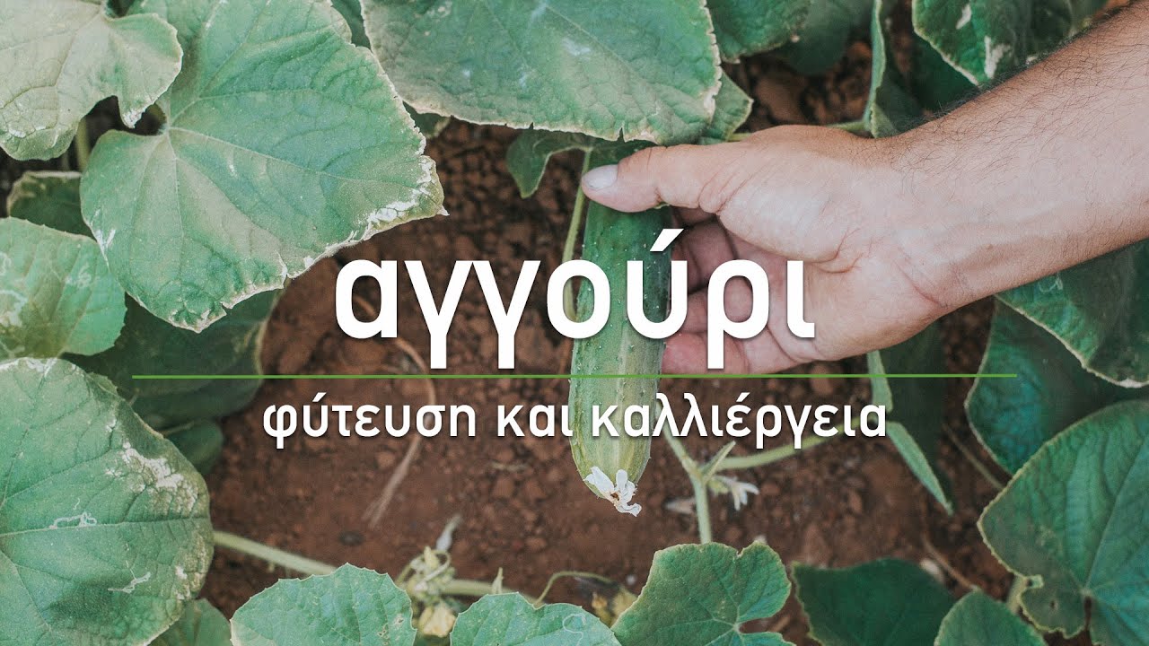 🥒 Αγγούρι: 7 μυστικά για την καλλιέργεια του - Τα Μυστικά του Κήπου ...