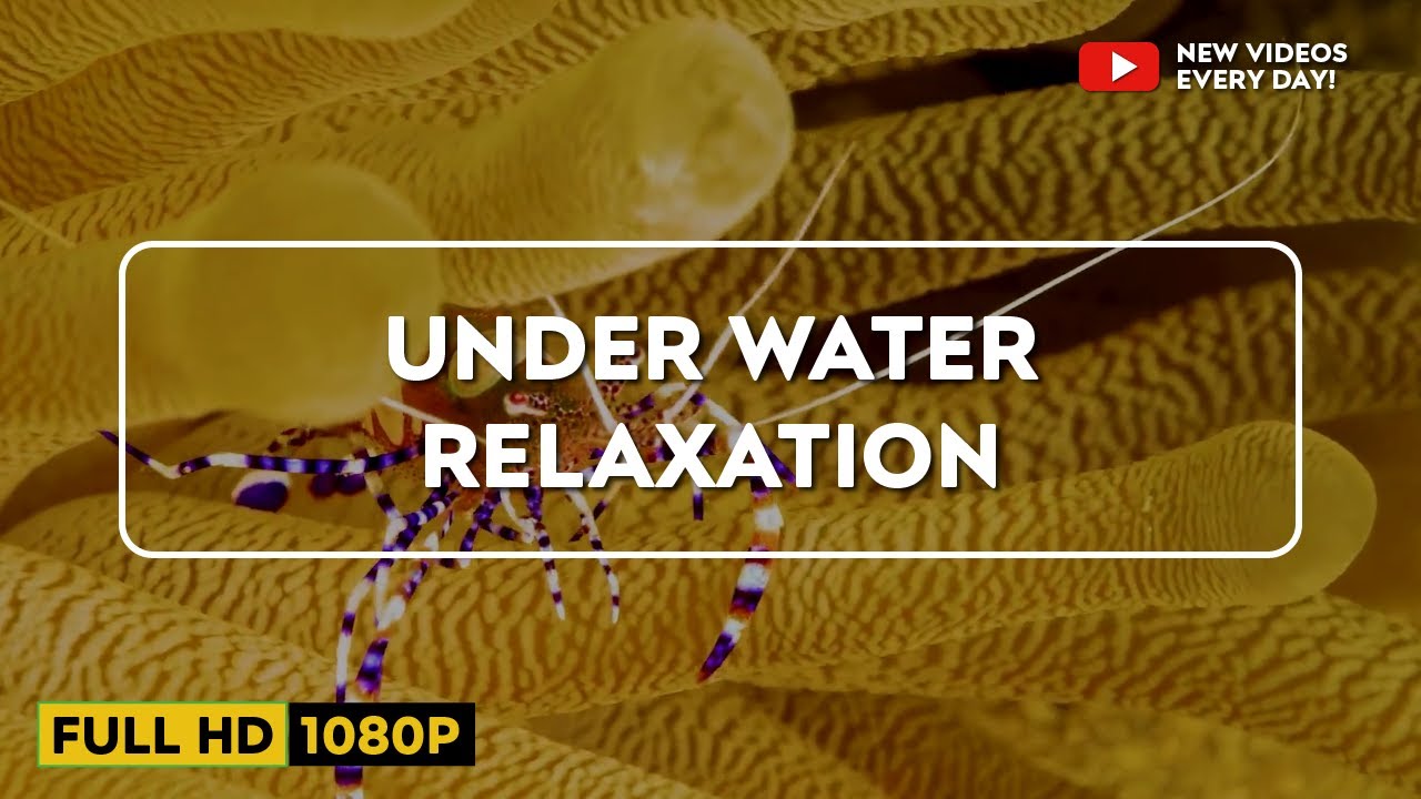 The Colors of the Ocean ULTRA HD - The Best Sea Animals for Relaxation ...