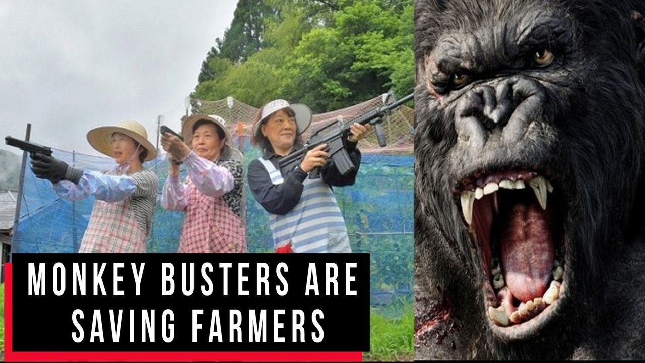 GHOST BUSTER IS FICTION MONKEY BUSTERS ARE THE REAL DEAL | Cobrapost ...