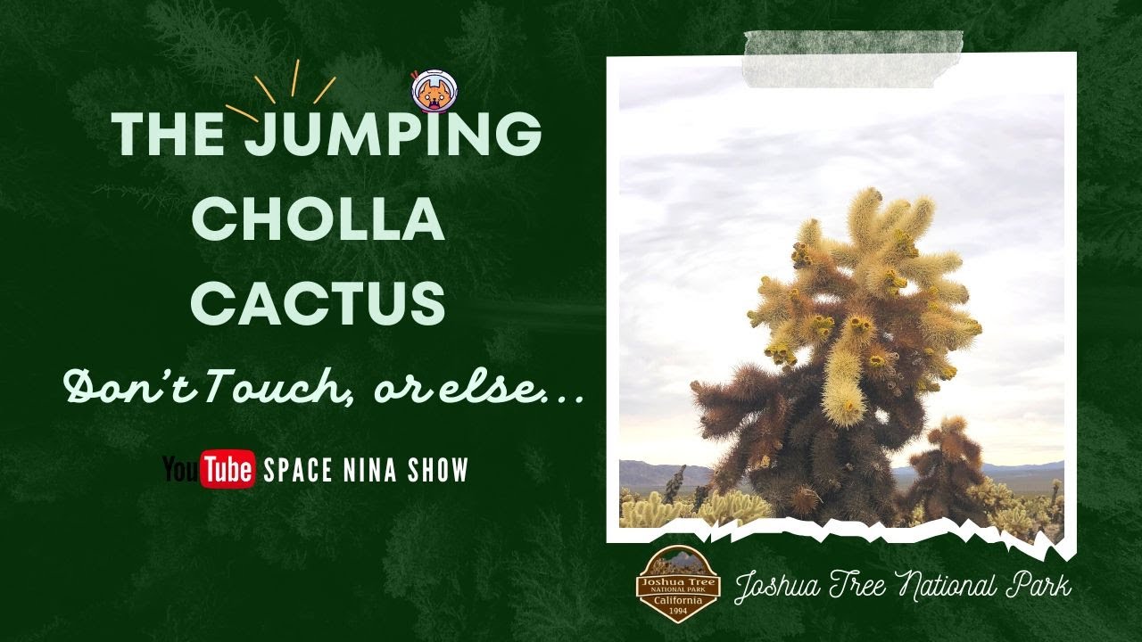 Adventure In Joshua Tree National Park: The Truth About Jumping Cholla Cactus | Space Nina Show ...
