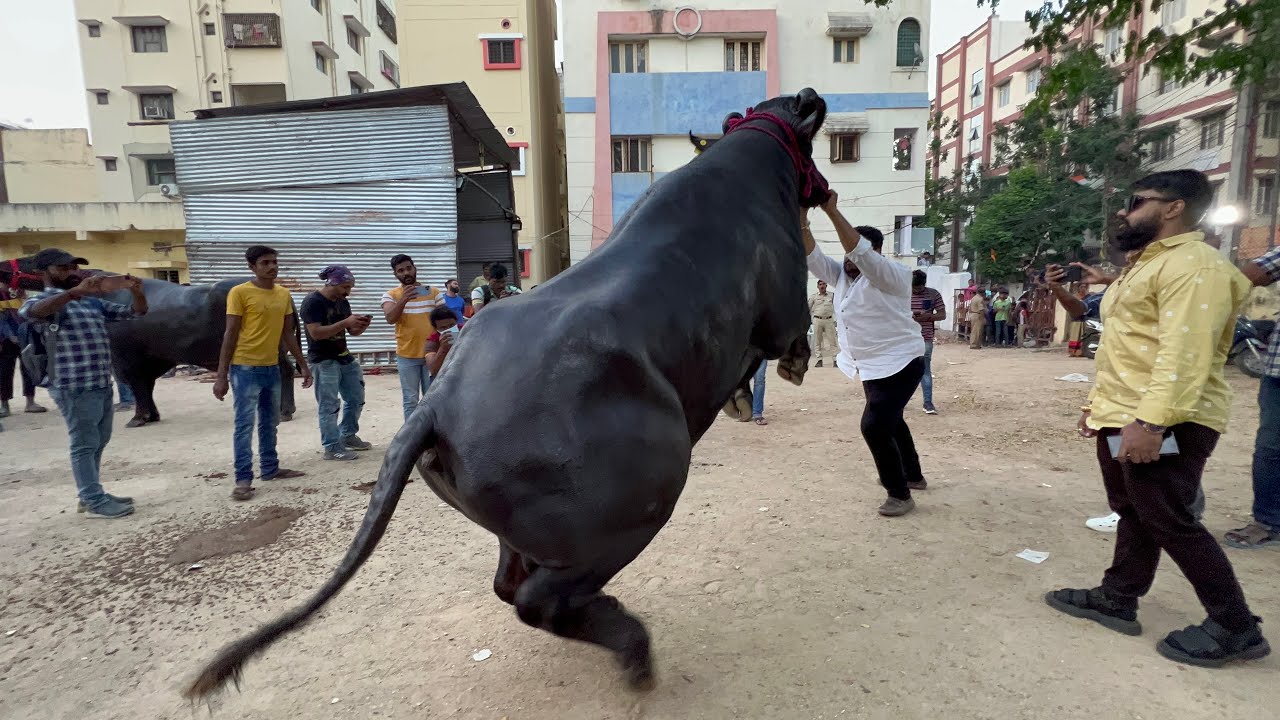 Hyderabad Sadar Festival 2022 | Khairatabad Madhu Yadav Bulls Getting ...