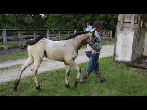 Bandit 2019 colt