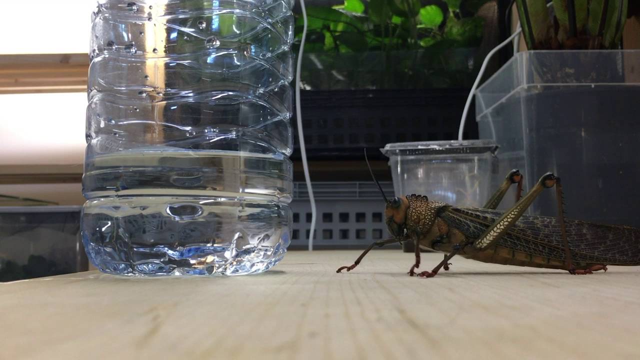 Water Bottle Flip Challenge With Bugs - YouTube