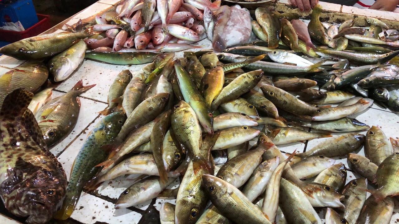 Fresh Fish (Bisugo) 2 - YouTube