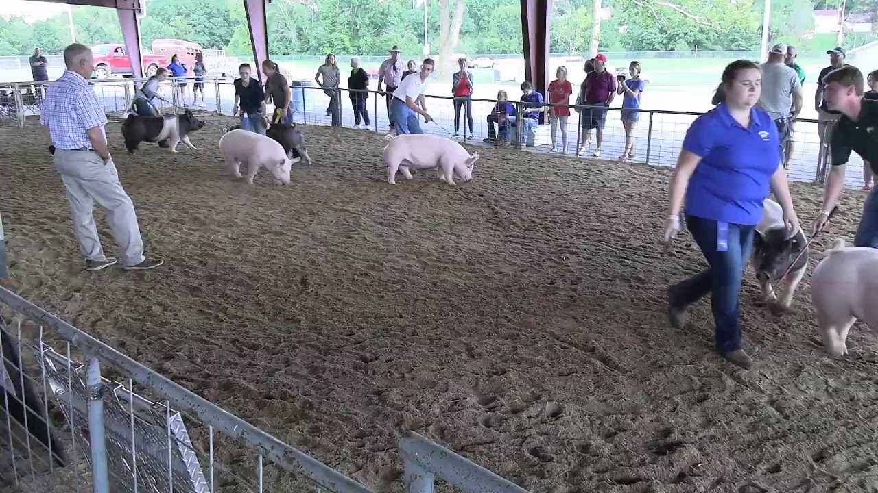 2020 Market Hog Show - YouTube