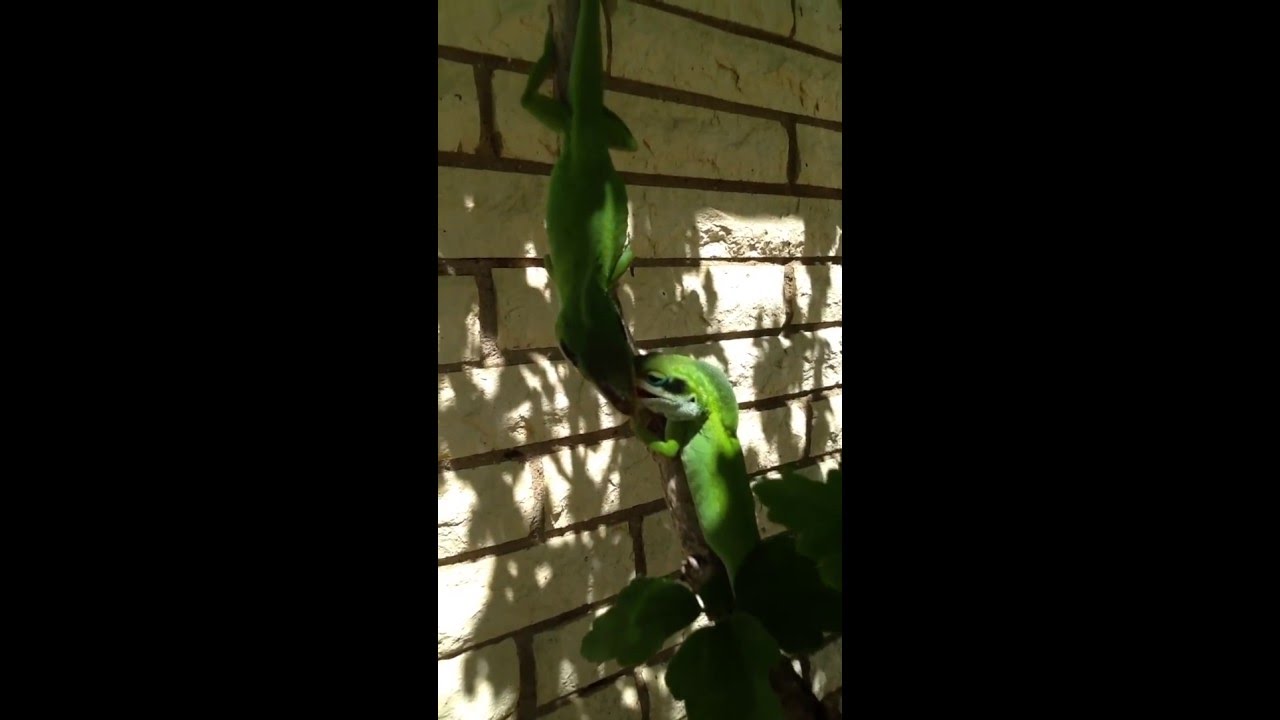 Crazy lizards fighting!!!!🐊 - YouTube