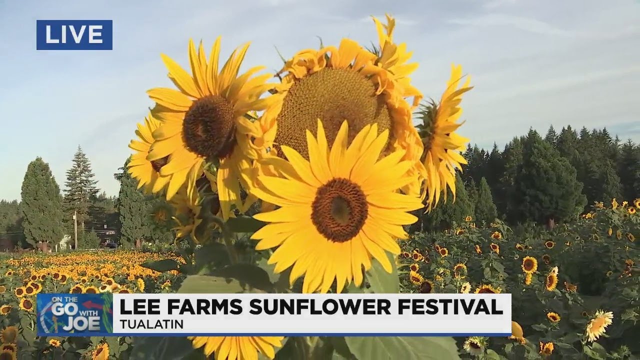On the Go with Joe at Lee Farms Sunflower Festival - YouTube