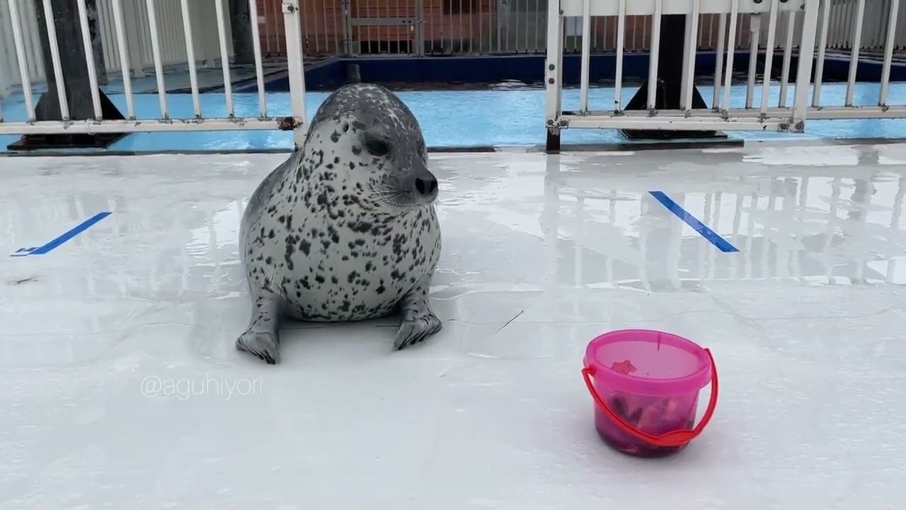 Please give bucket! - YouTube