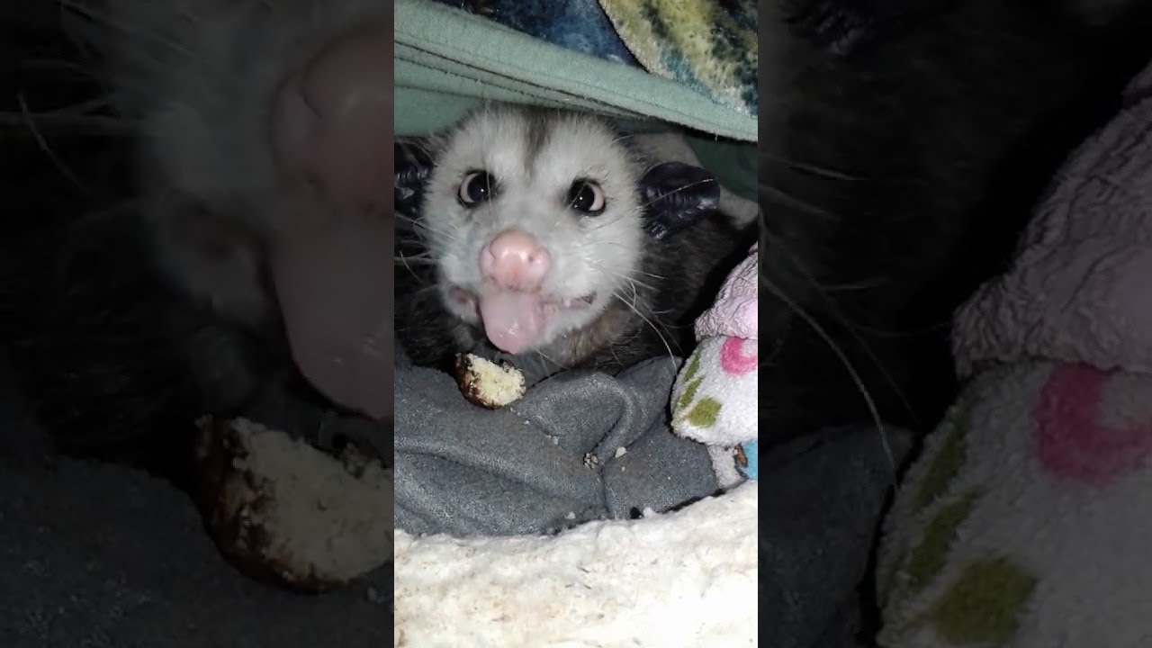 Opossum Dines on Doughnut || ViralHog - YouTube