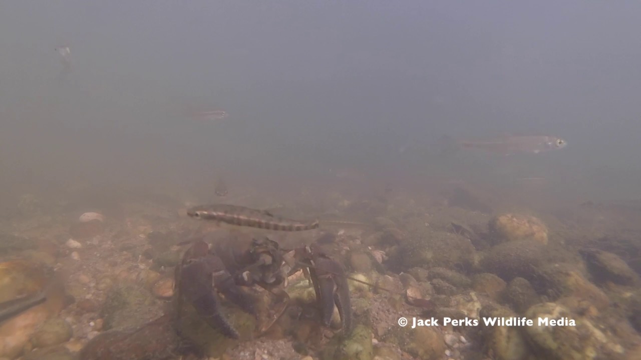 Signal Crayfish in West Midlands River, UK - YouTube
