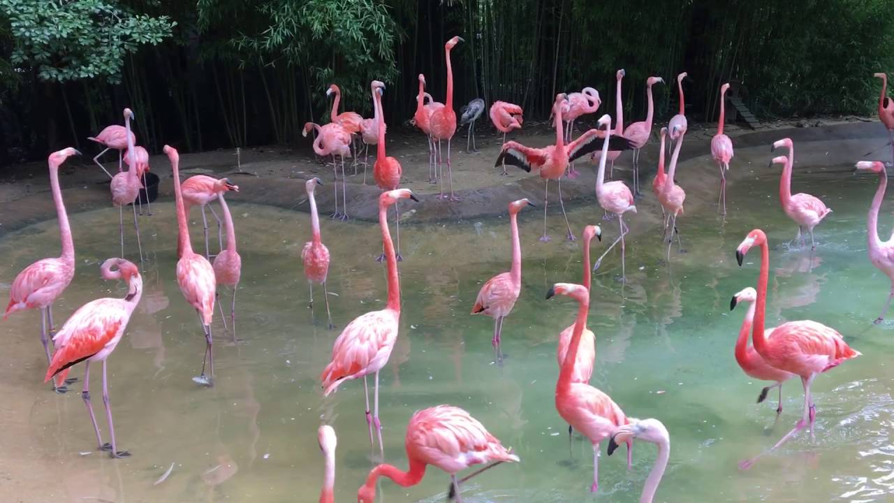 Flamingos at Fort Worth Zoo - YouTube