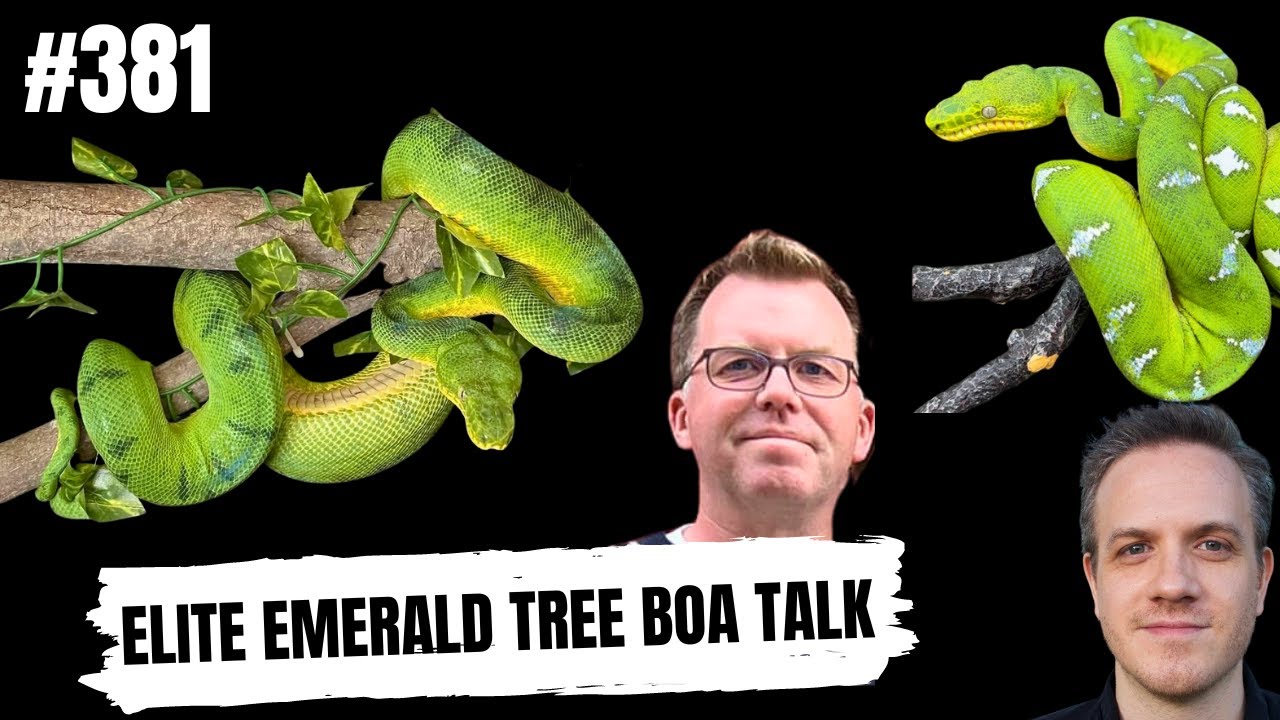 Breeding Northern Emerald Tree Boa's Successfully - YouTube