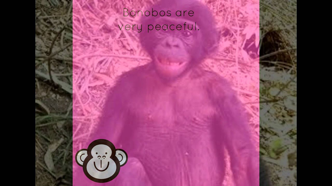 God Created Primates - YouTube