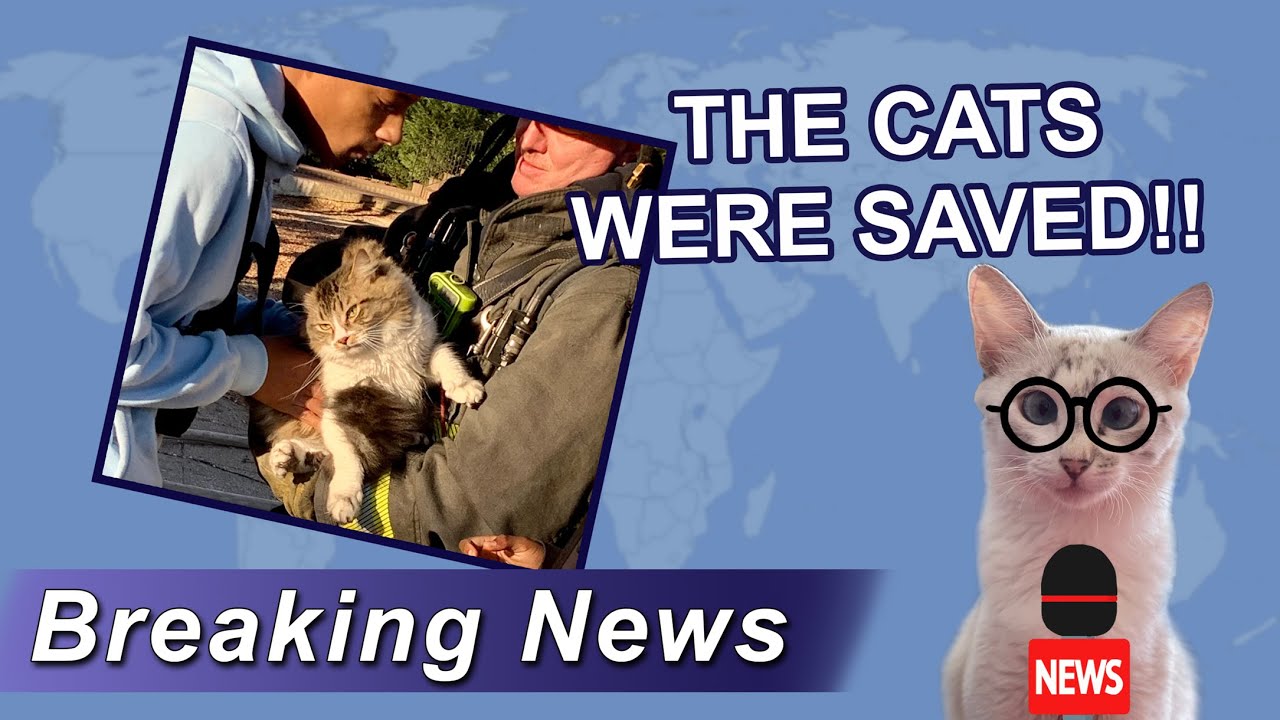 Cat Today: Breaking News Ep.1 - YouTube