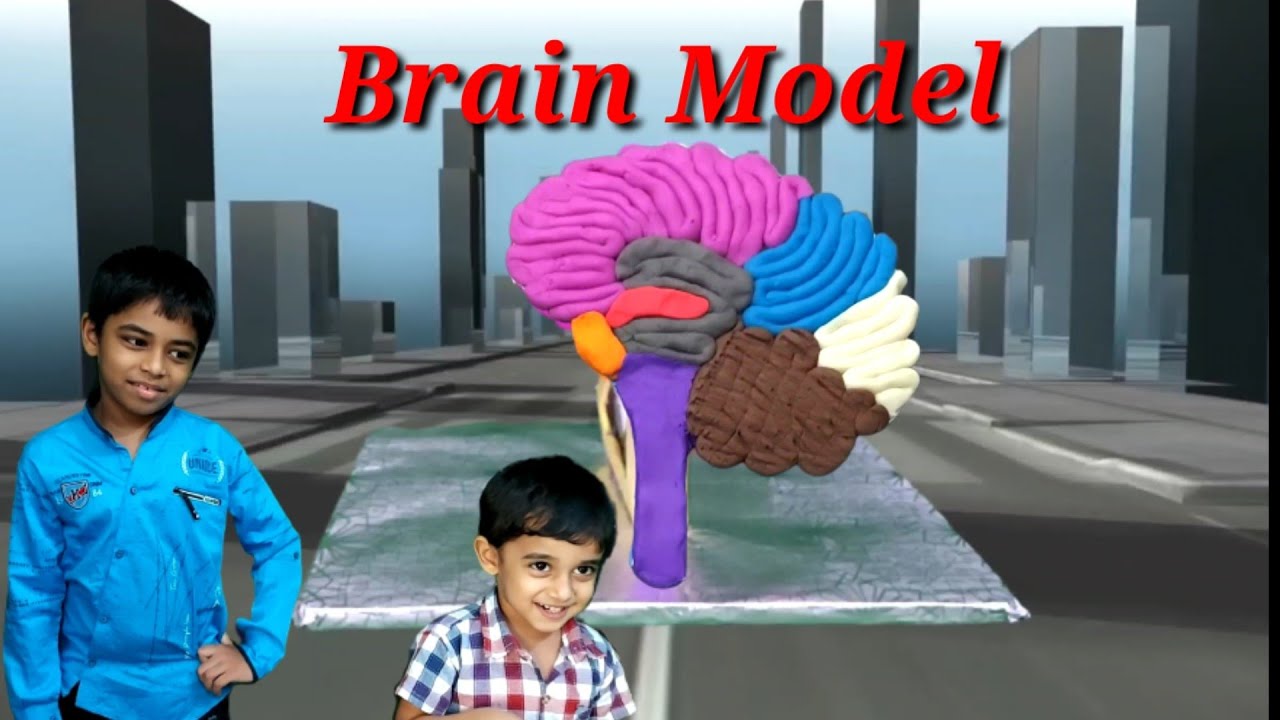 How To Easy Making Brain Model Using Clay Brain Model For Science how-to-easy-making-brain-model-using-clay-brain-model-for-science