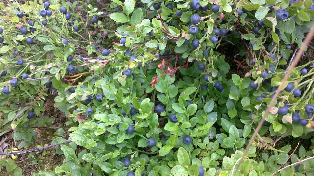 DIY. HOMEMADE SIMPLE BLUEBERRY CLEANER. TỰ CHẾ MÁY THỔI BỤI TRÁI VIỆT ...