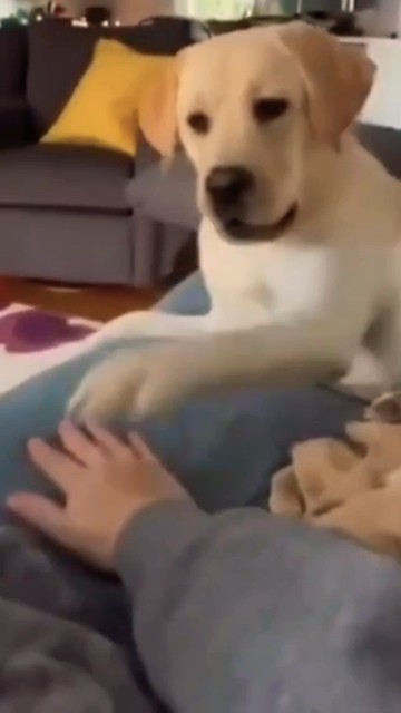 🤣 Watch This Dog and Owner Play the Paw and Hand Smacking Game! - YouTube
