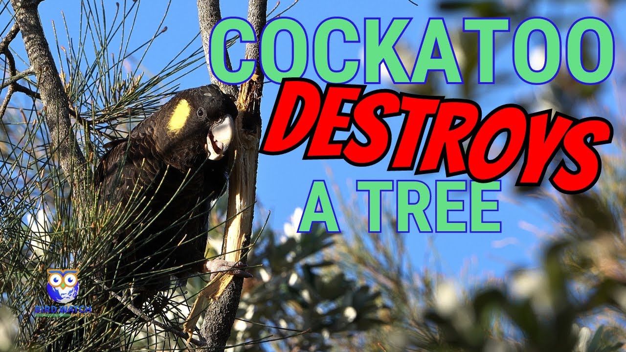 Watch A Yellow-tailed Black Cockatoo Destroy A Tree - YouTube