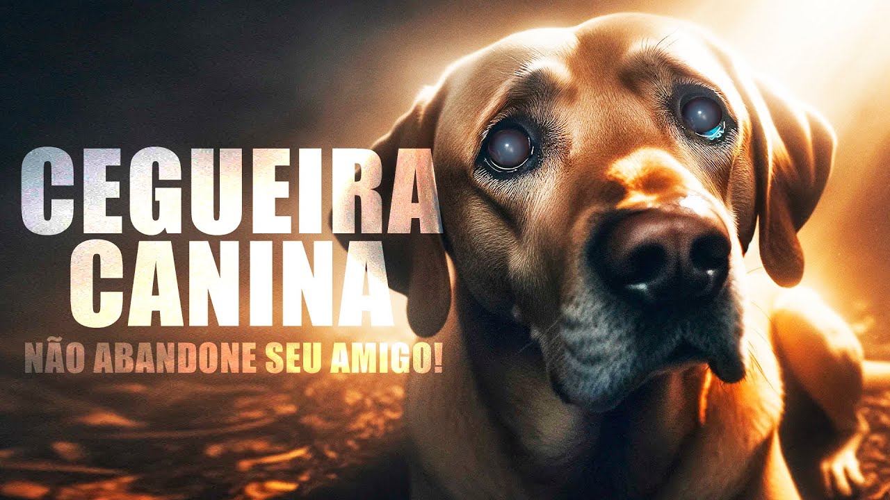 Como Saber Se O Cachorro Esta Cego - FDPLEARN