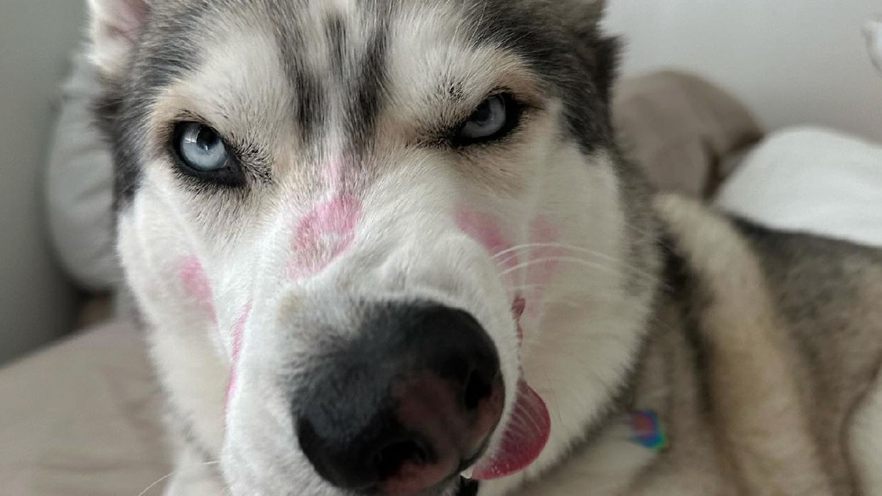 Man Adopts a Husky and Learns About His Temperamental Side - YouTube