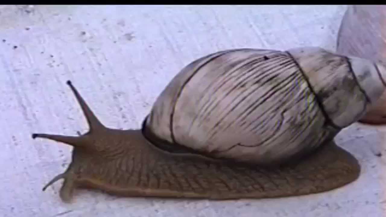Giant South American Snail: One of Brazil's Largest Terrestrial Snails ...