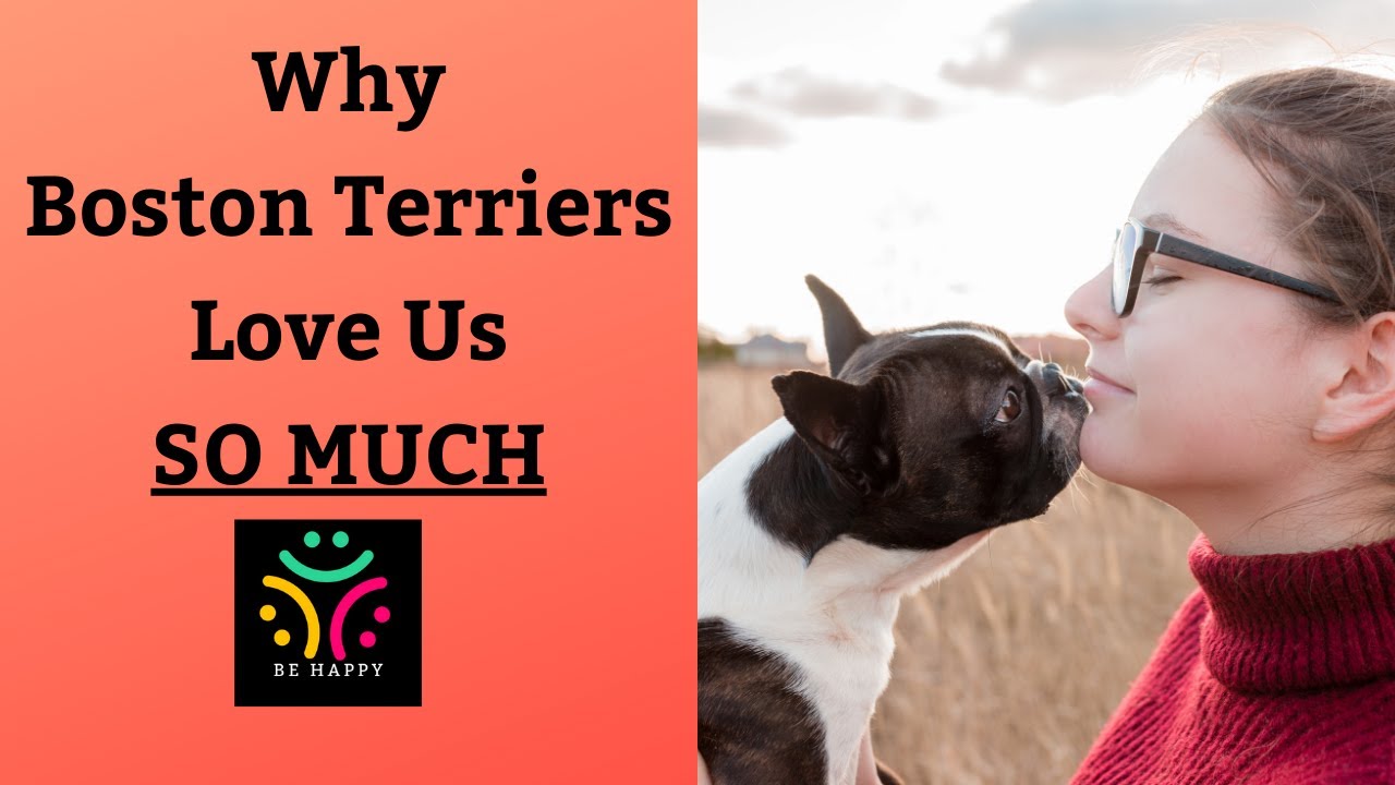 Why Boston Terriers Love Us SO MUCH & How They Show It - YouTube