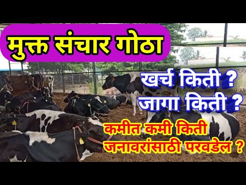 गाय/म्हैस साठी अगदी कमी खर्चात असा करा मुक्त संचार गोठा। फायदे व तोटे ...