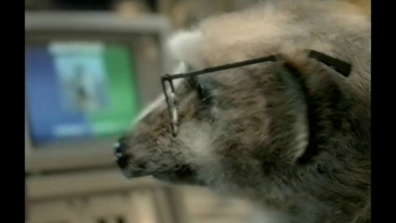 Compare the market, Meerkat, TV Commercial 2009 - YouTube