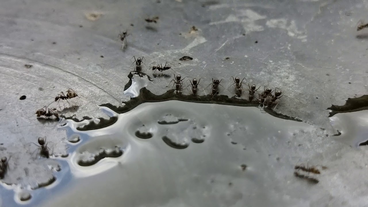 Semut pekerja keras 😁 - YouTube