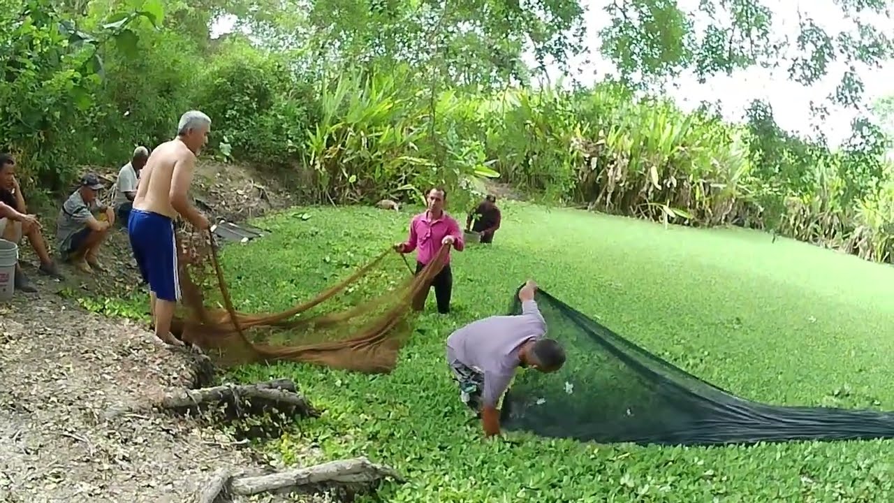 Pesca de Cuchillas Con Chinchorro - Carnada para Bagres - YouTube