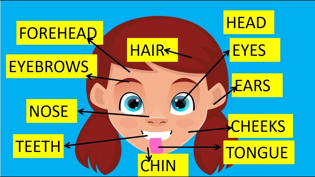 PARTS OF THE BODY - YouTube