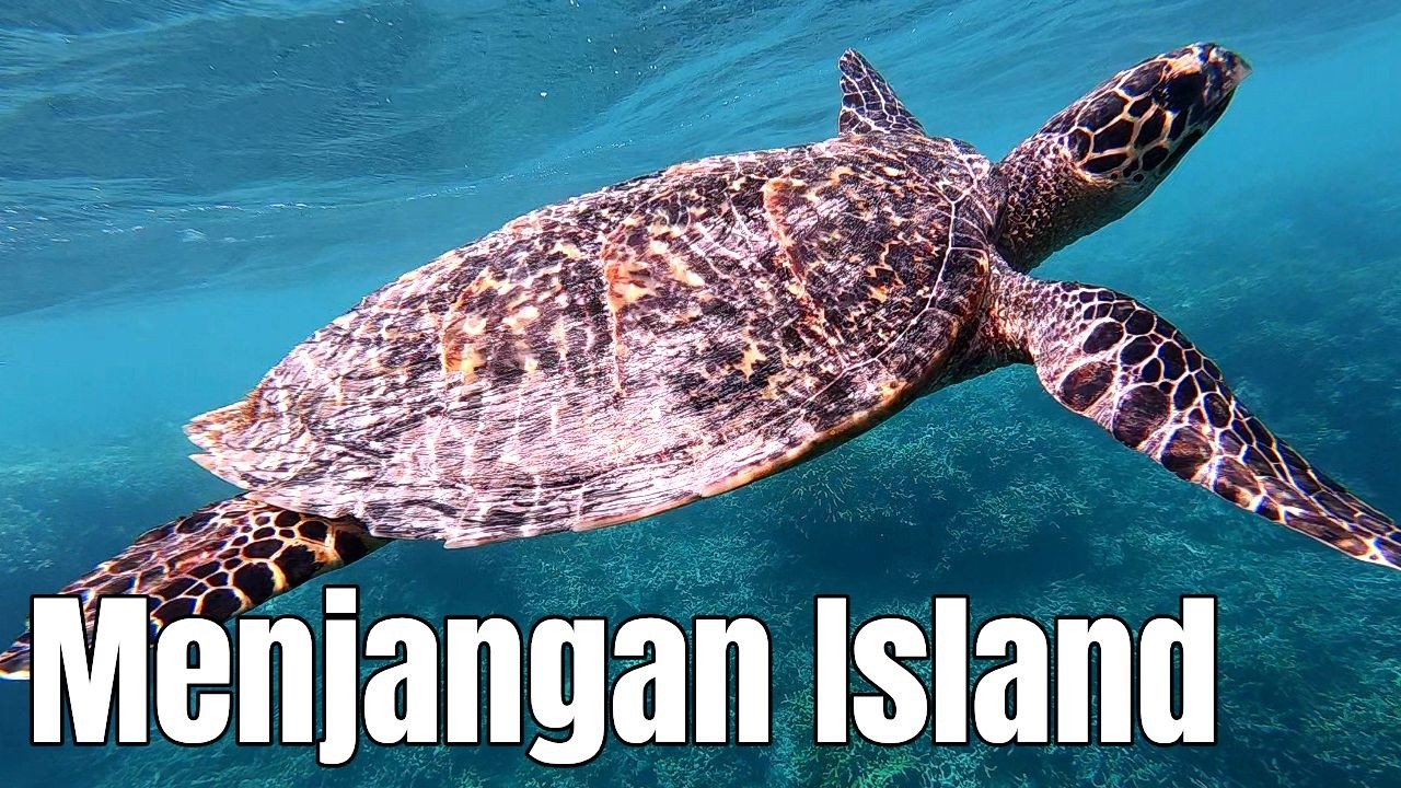 bali Menjangan Island Ambience | 4K No Talking | ASMR Travel Sounds ...