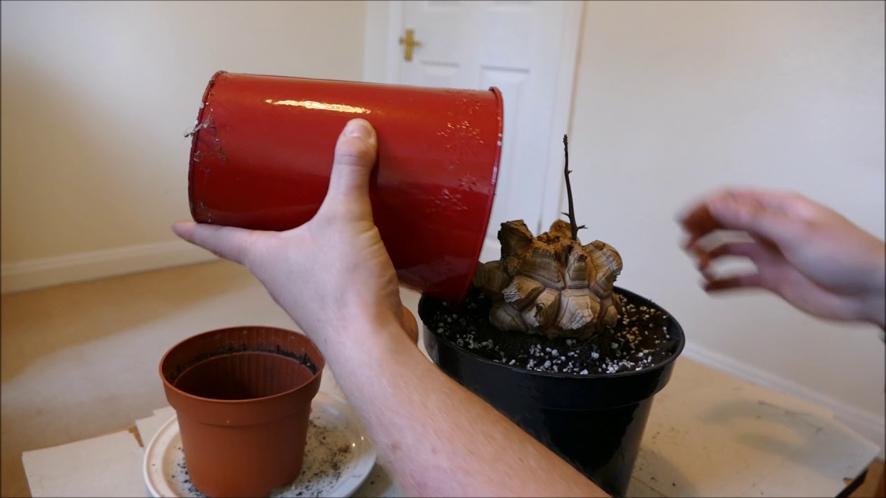 Repotting My Elephant Foot Vine (Dioscorea elephantipes) - YouTube