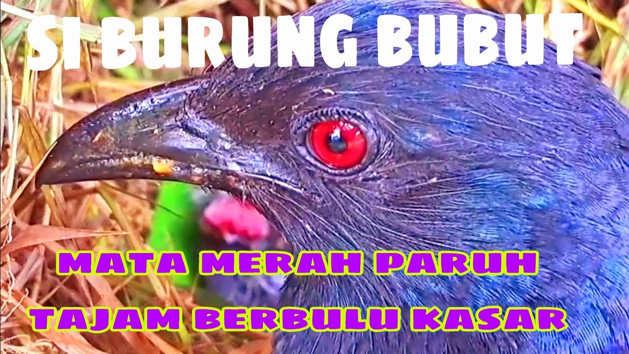 TAMPANG BURUNG BUBUT YANG TERKENAL BUAS - YouTube
