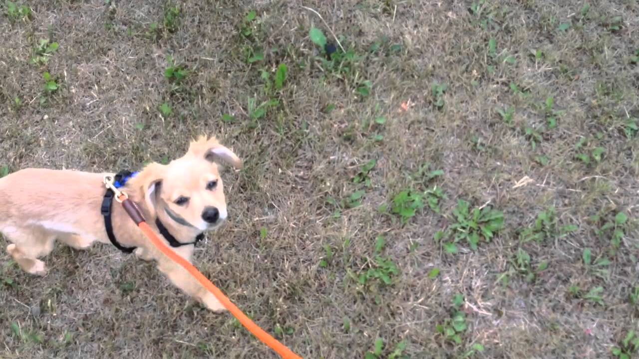 Puppy Pinto Bean Socializing with the Neighbor's Dog - BAT | Grisha ...