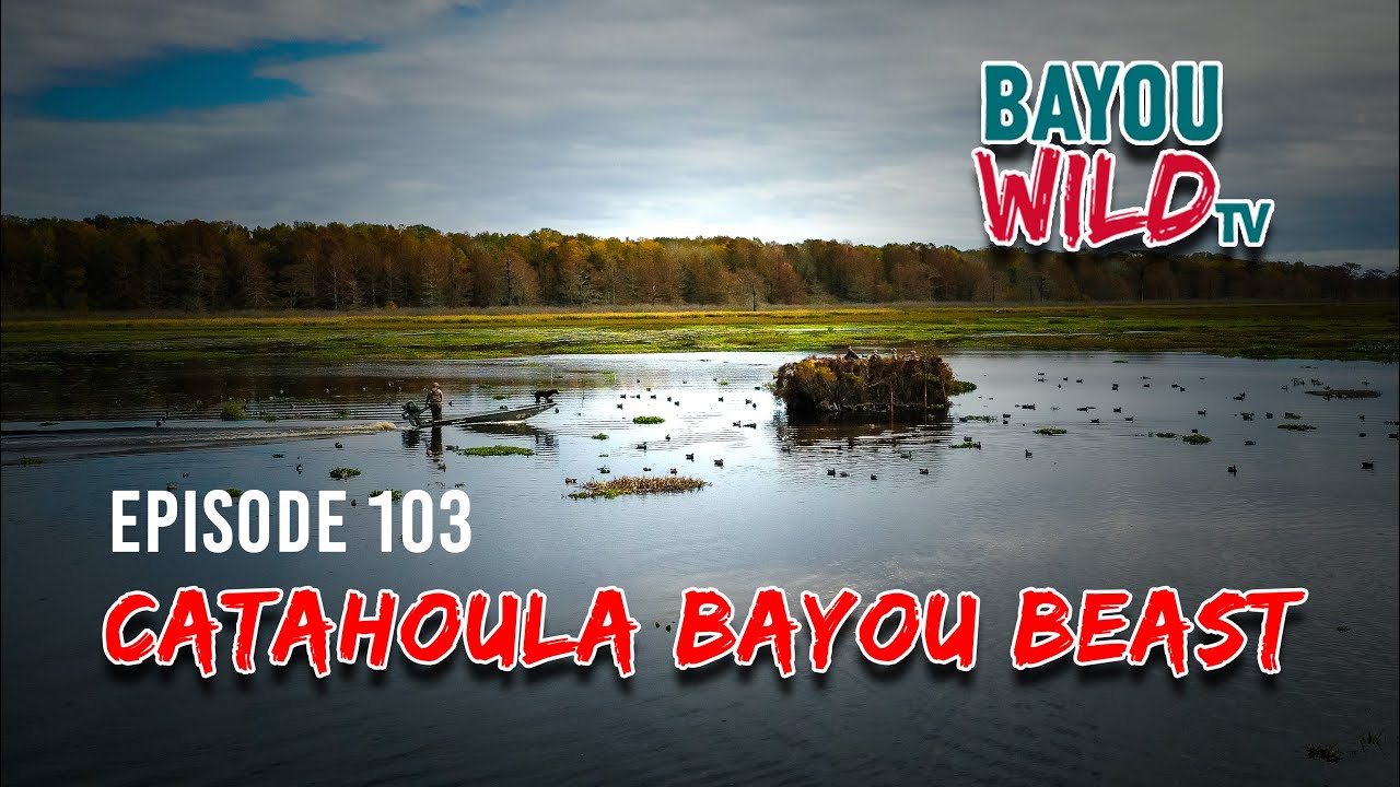 Bayou Wild [ep 103] CATAHOULA BAYOU BEAST - YouTube