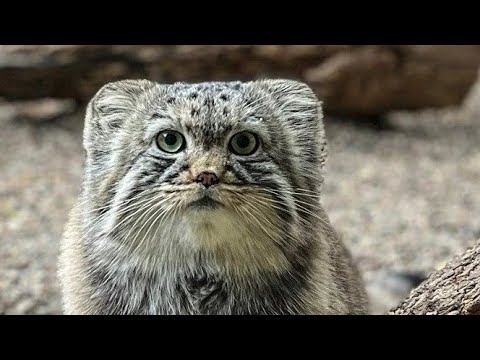 Pressure "The Hunted" Event Completion - YouTube