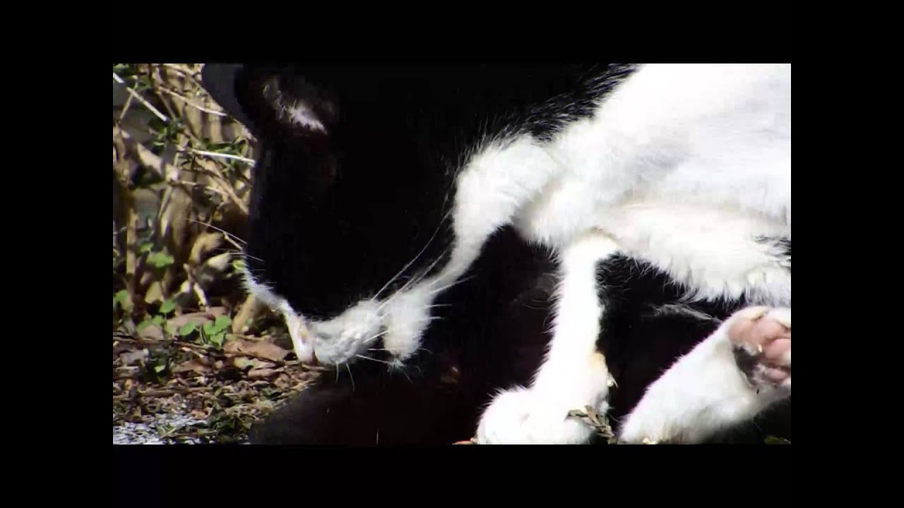 November 8, 2013 stray cats our Inunaki dam - YouTube