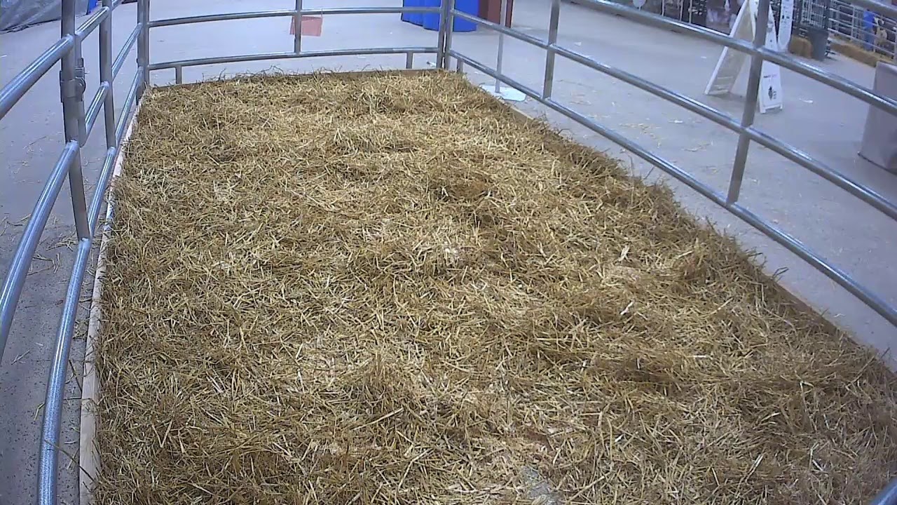 Calving Corner 1/5/2020 - Meadow Spring Farm Day 2 - YouTube