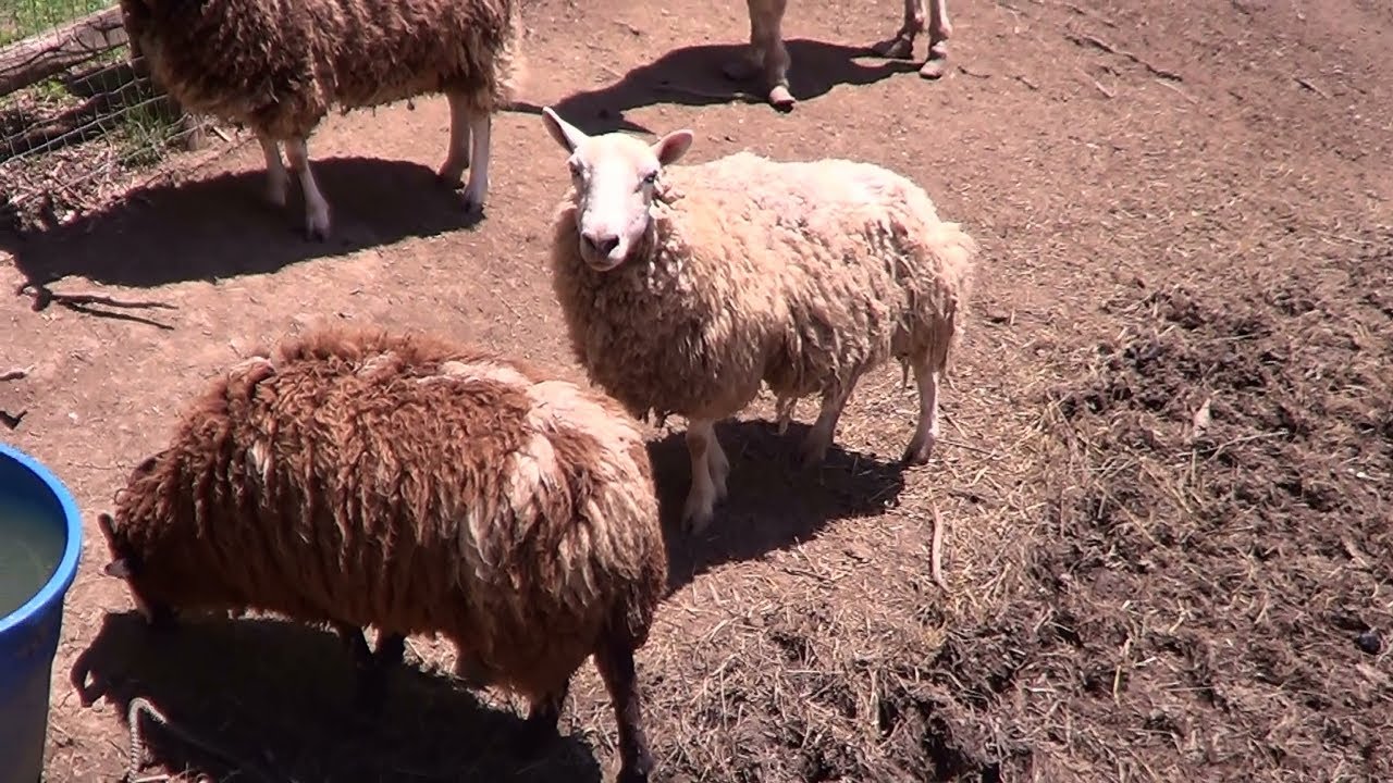 Sheep Baaing 2 HQ HD - YouTube