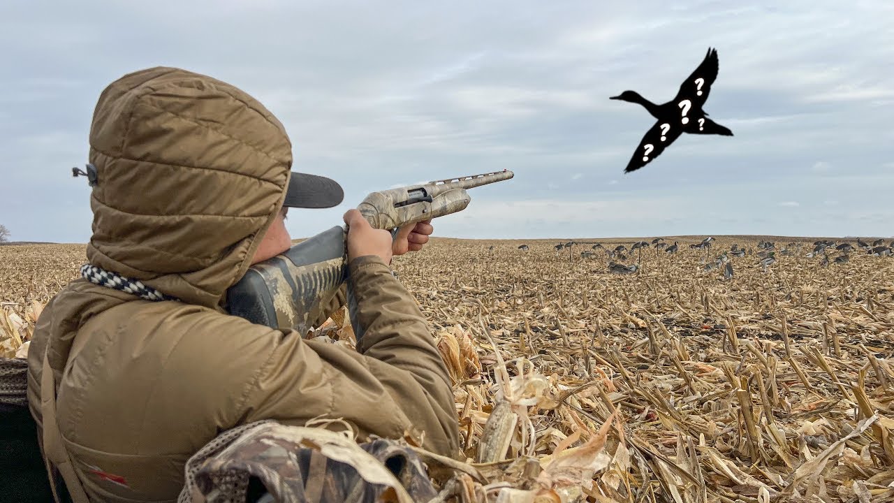 I Shot a RARE HYBRID Bird while Duck Hunting! (I'M MOUNTING HIM) - YouTube