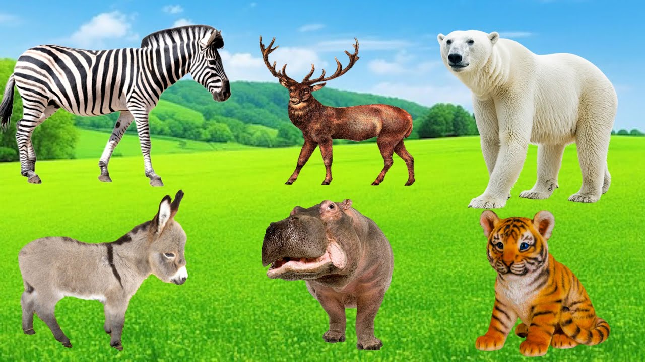 Soothing Animal Sounds - Donkey, Elephant, Squirrel, Tiger, Deer, Hippo ...