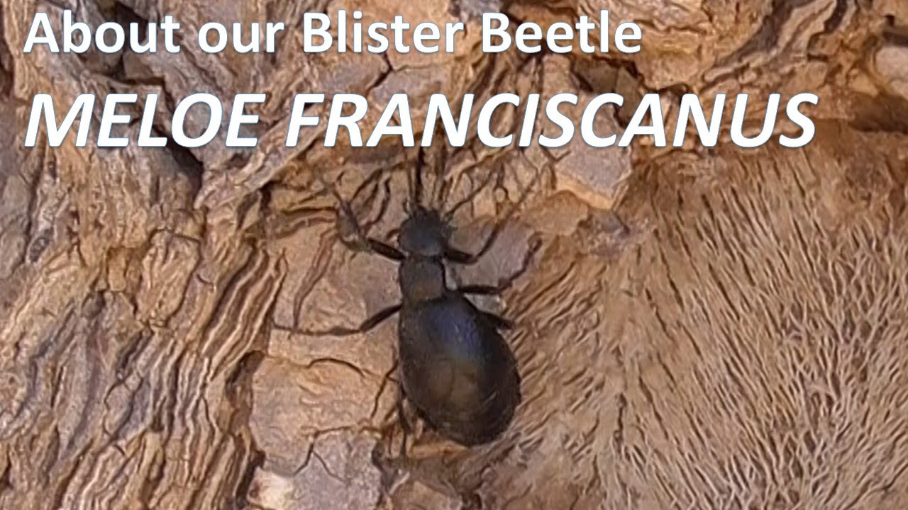 About our BLISTER BEETLE Meloe franciscanus, up at Joshua Tree National ...