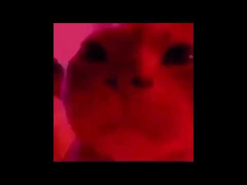 Cat Party Video Meme