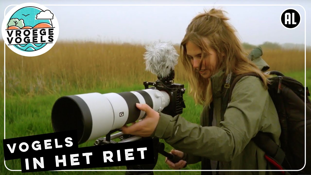 Vogels filmen langs de Lende | TV | Vroege Vogels - YouTube