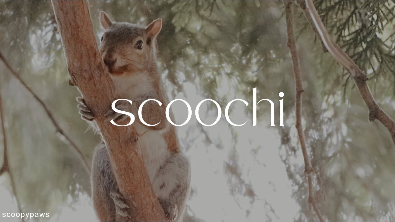 scoochi spying on us from her tree 🥹 - YouTube