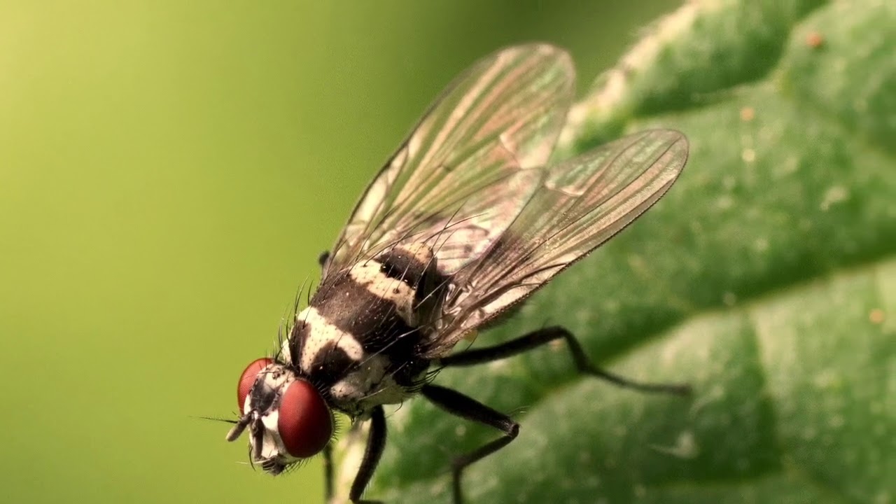 Fly Buzzing Sound FX - YouTube